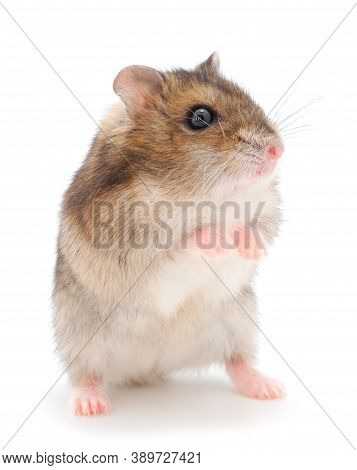 Dwarf Gray Hamster Image & Photo (Free Trial) | Bigstock