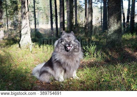 Smiling Keeshond On Image & Photo (Free Trial) | Bigstock