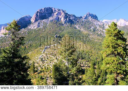 Pine Forest Alpine Image & Photo (Free Trial) | Bigstock