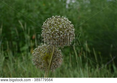 Spiky Ball Dandelion Image & Photo (Free Trial) | Bigstock