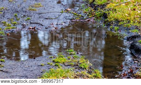 Puddle Forest, Melting Image & Photo (Free Trial) | Bigstock