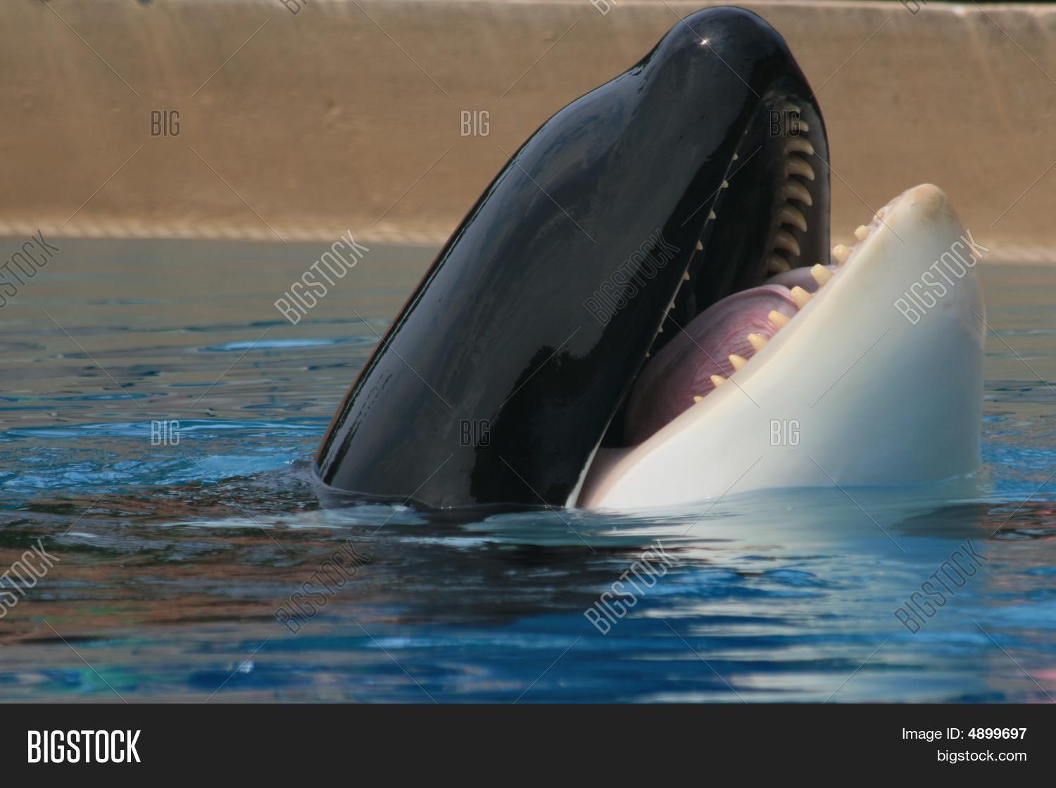 Orca Killer Whale Image & Photo (Free Trial) | Bigstock