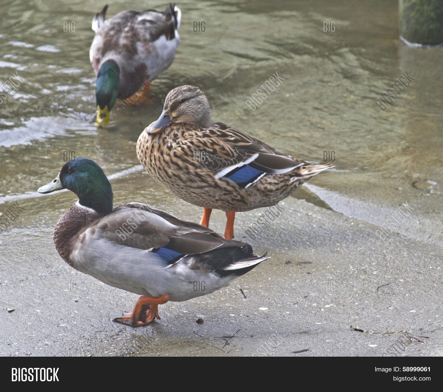 Wild Ducks Outer Banks Image & Photo (Free Trial) | Bigstock