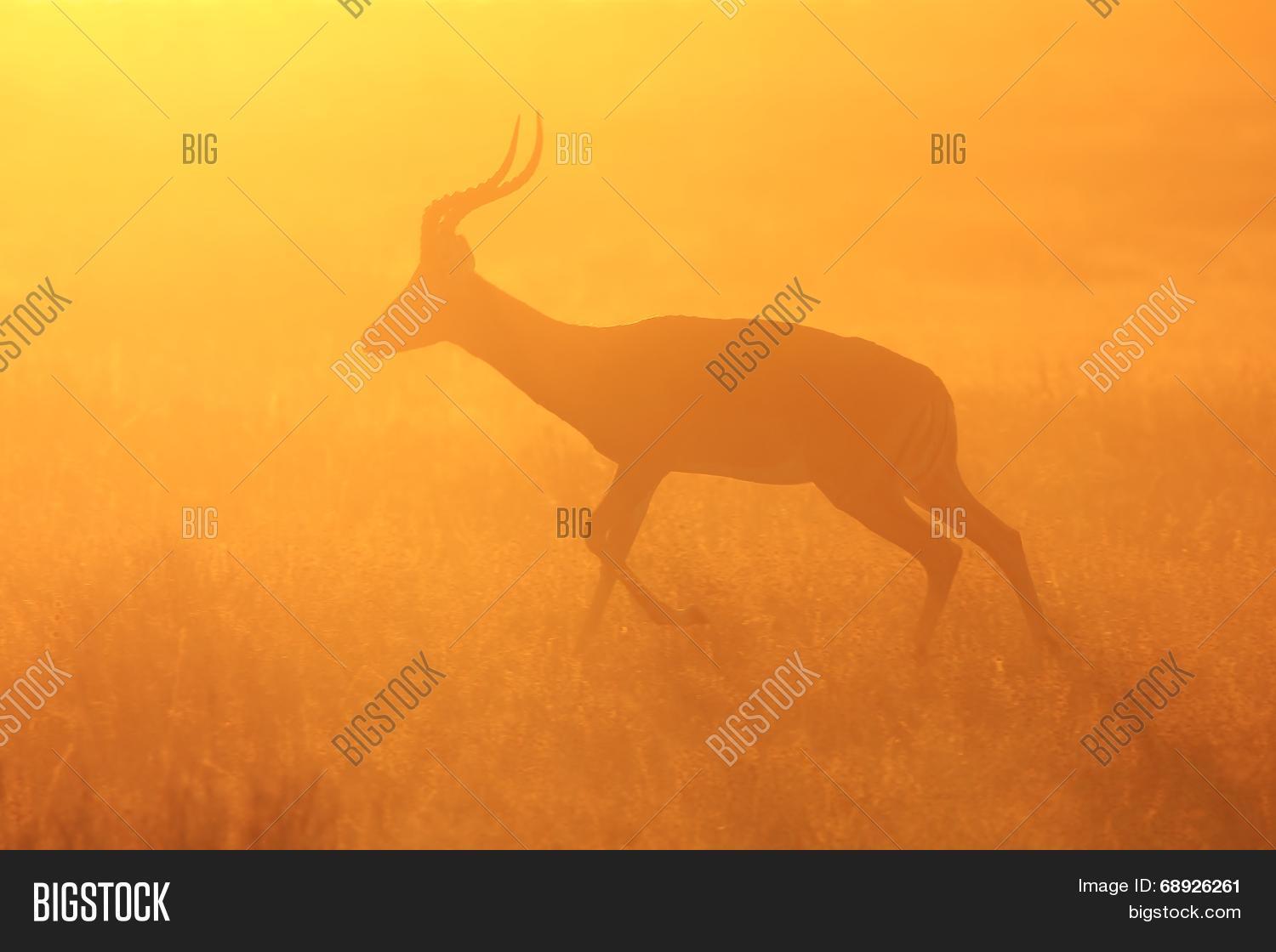 Impala - African Image & Photo (Free Trial) | Bigstock