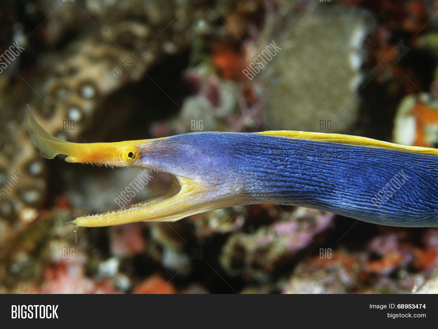 Female Ribbon Eel Image & Photo (Free Trial) | Bigstock