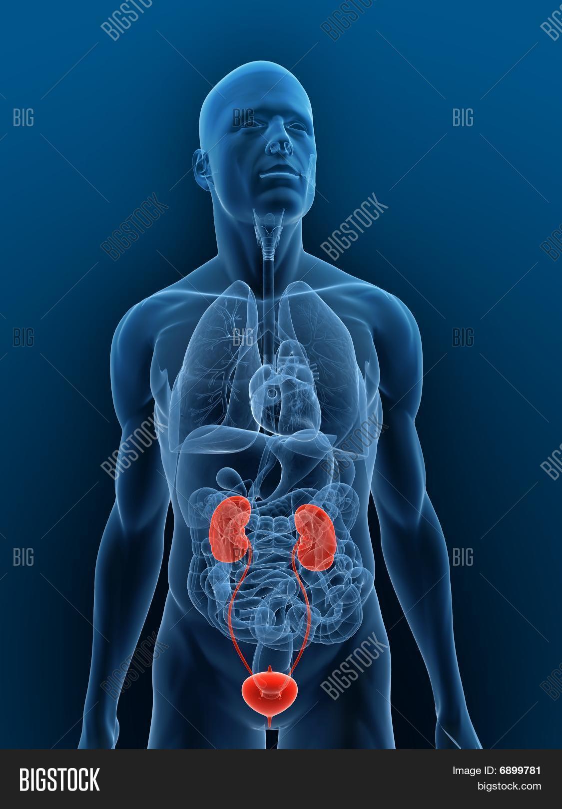 Highlighted Urinary Image & Photo (Free Trial) | Bigstock