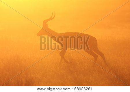 Impala - African Image & Photo (Free Trial) | Bigstock