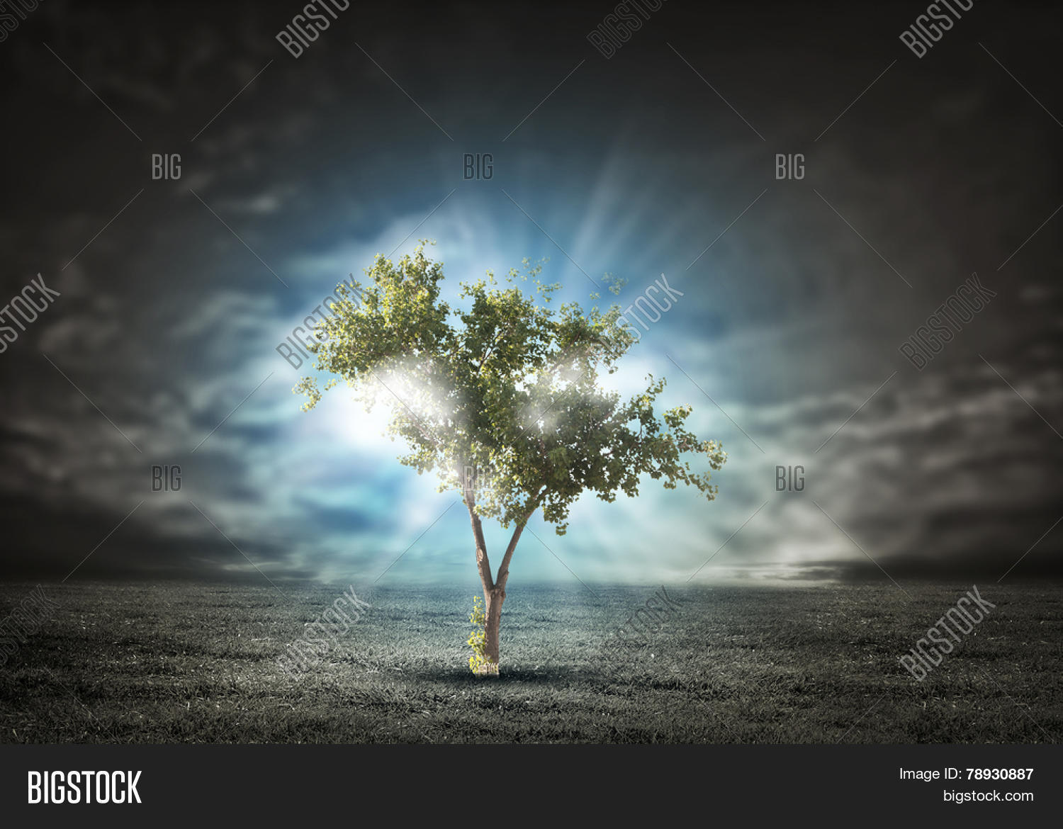 Green Tree Symbol Image & Photo (Free Trial) | Bigstock