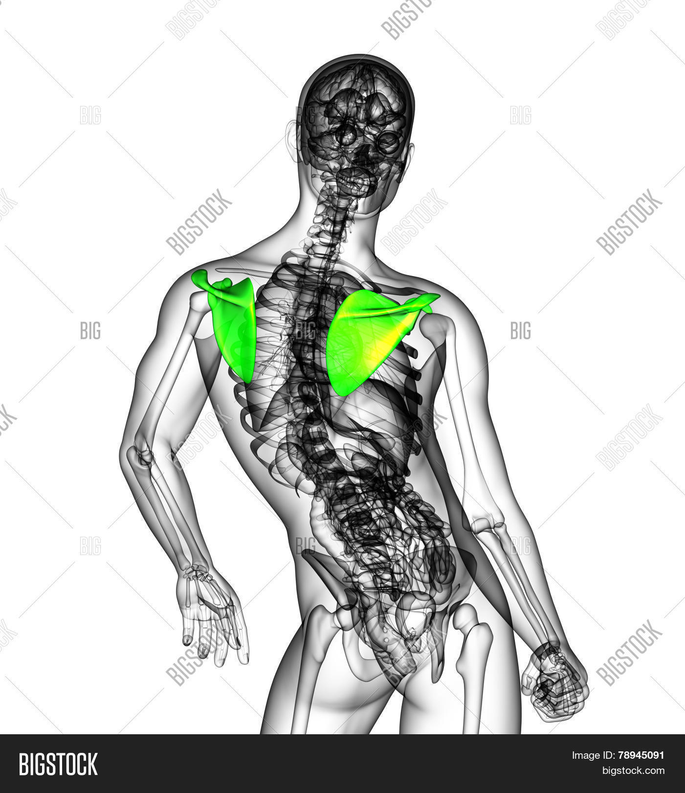 3D Render Medical Image & Photo (Free Trial) | Bigstock