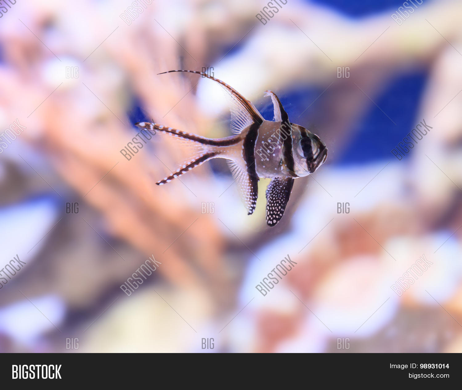 Banggai Cardinalfish, Image & Photo (Free Trial) | Bigstock
