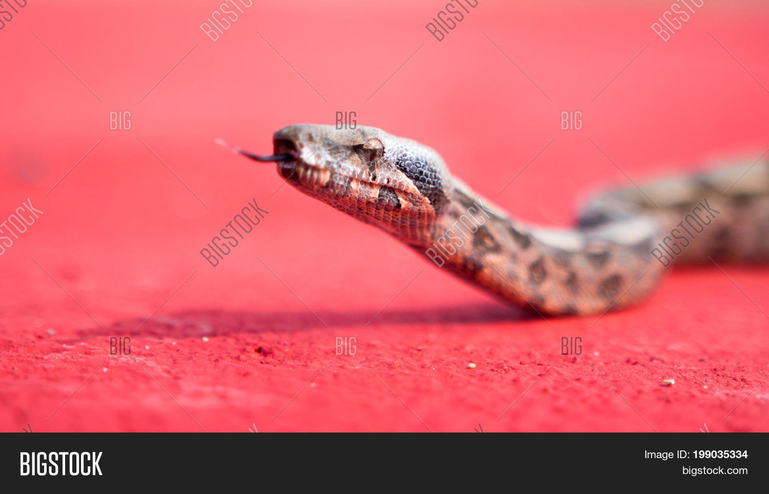 Bebê Cobra Jibóia Image & Photo (Free Trial) | Bigstock