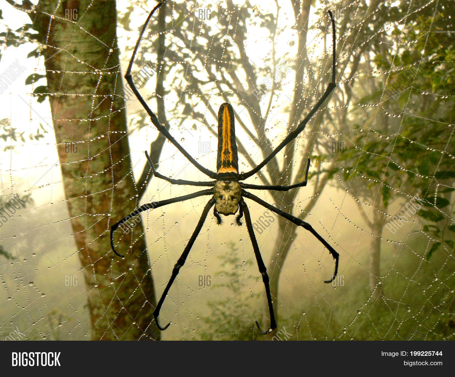 Giant Wood Spider ( Image & Photo (Free Trial) | Bigstock