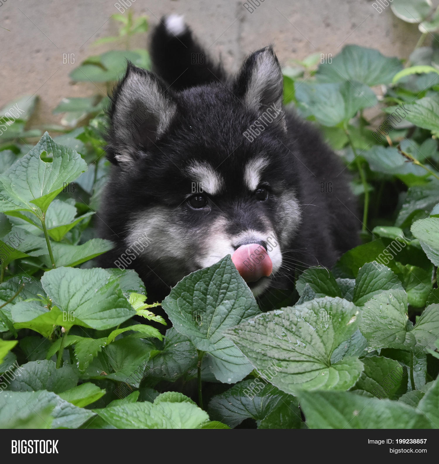 Cute Alusky Puppy His Image & Photo (Free Trial) | Bigstock