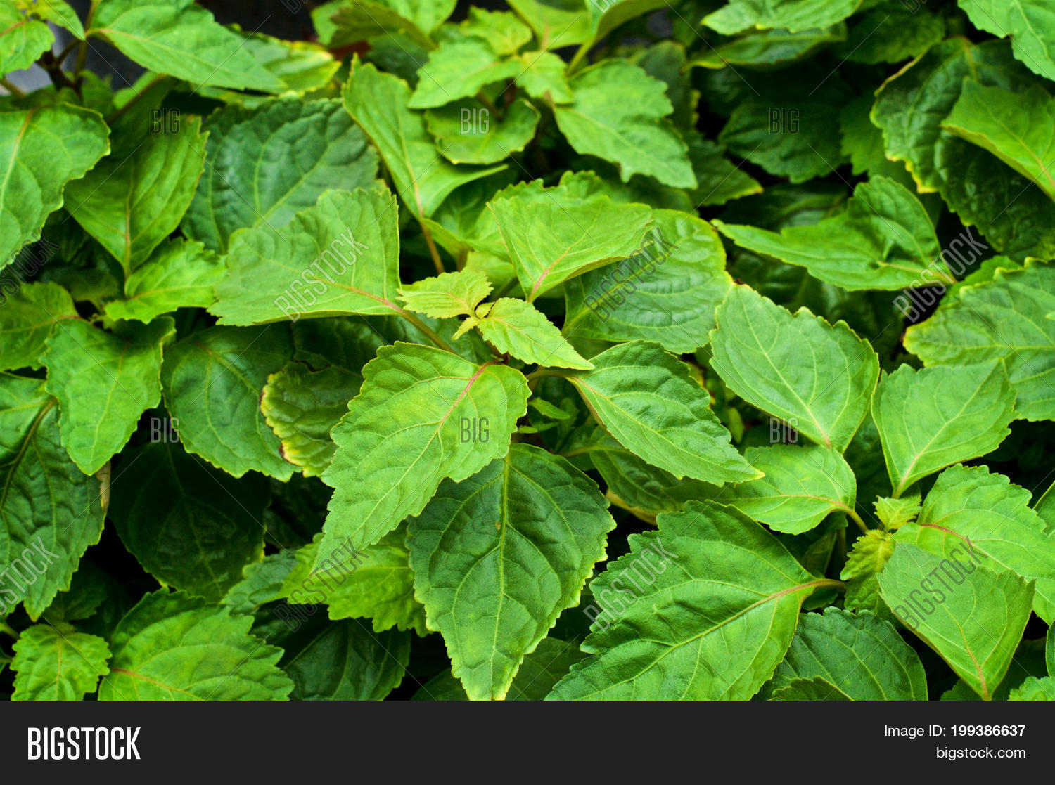 Close Large Patchouli Image & Photo (Free Trial) | Bigstock