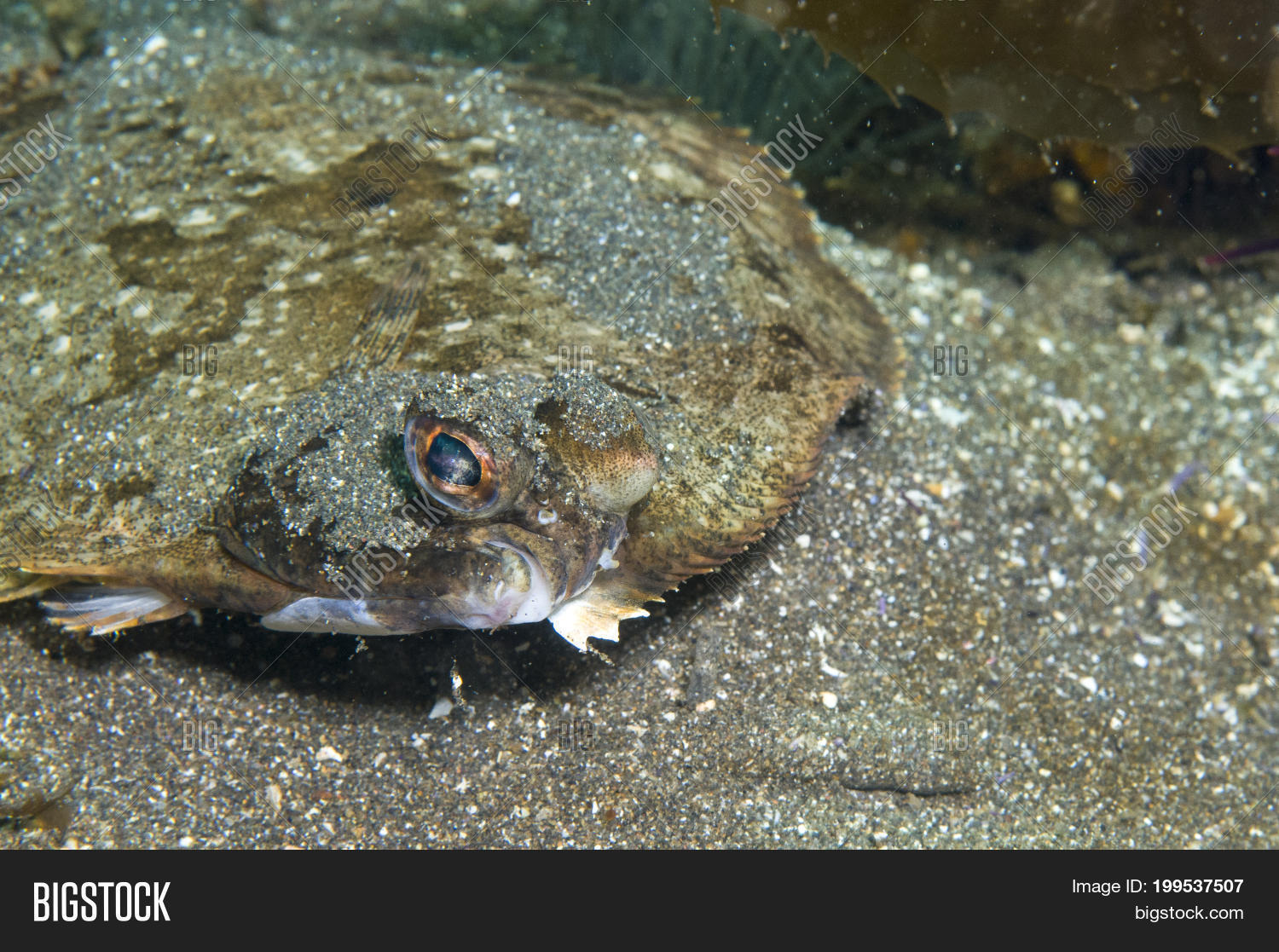 Flatfish Off Santa Image & Photo (Free Trial) | Bigstock