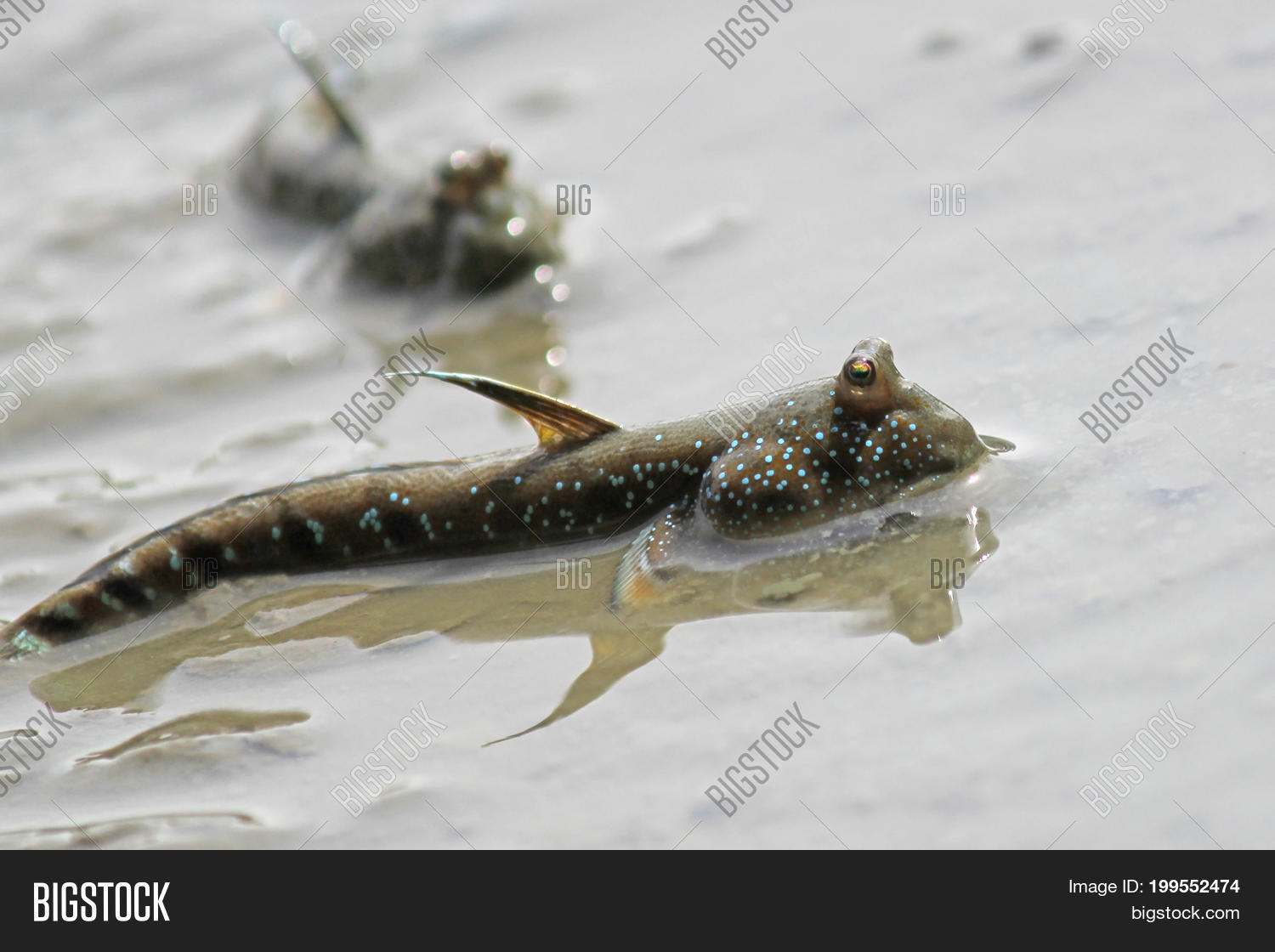 Closeup Mudskipper Image & Photo (Free Trial) | Bigstock