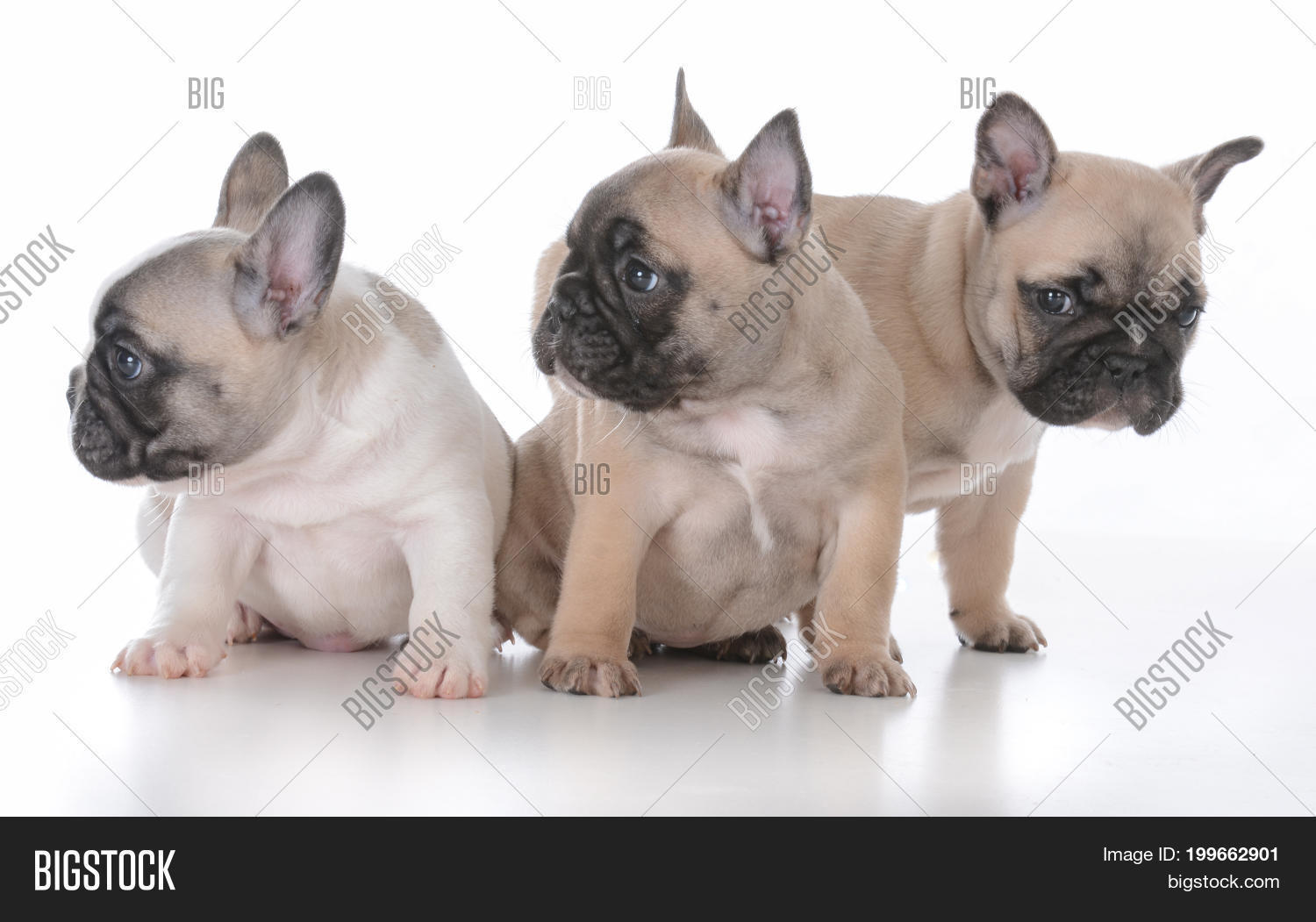 Litter French Bulldog Image & Photo (Free Trial) | Bigstock