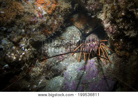 Spiny Lobster ( Image & Photo (Free Trial) | Bigstock