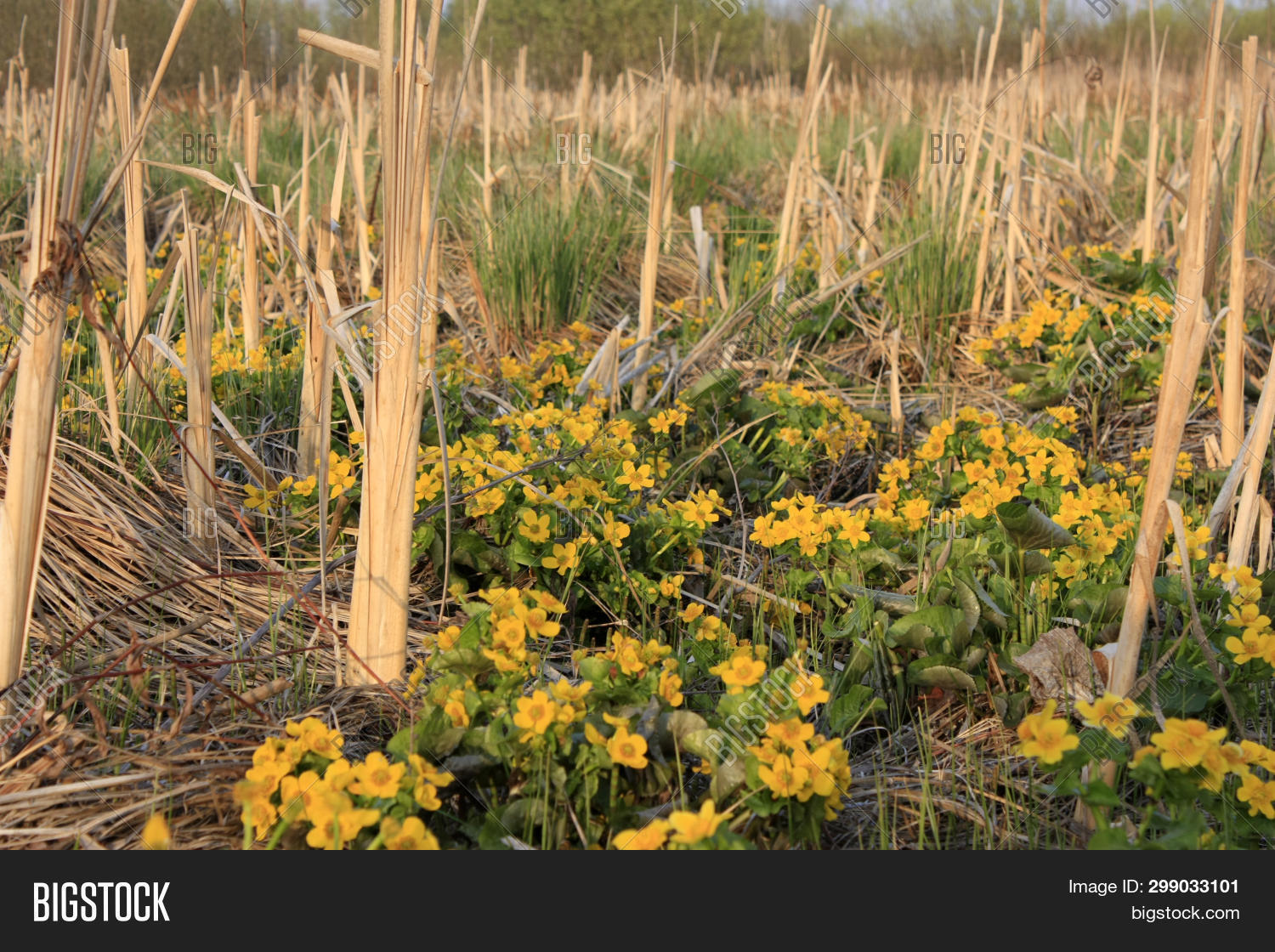 Spring Background Image & Photo (Free Trial) | Bigstock