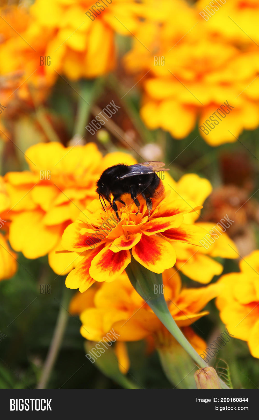 Bumblebee On Flower. Image & Photo (Free Trial) | Bigstock