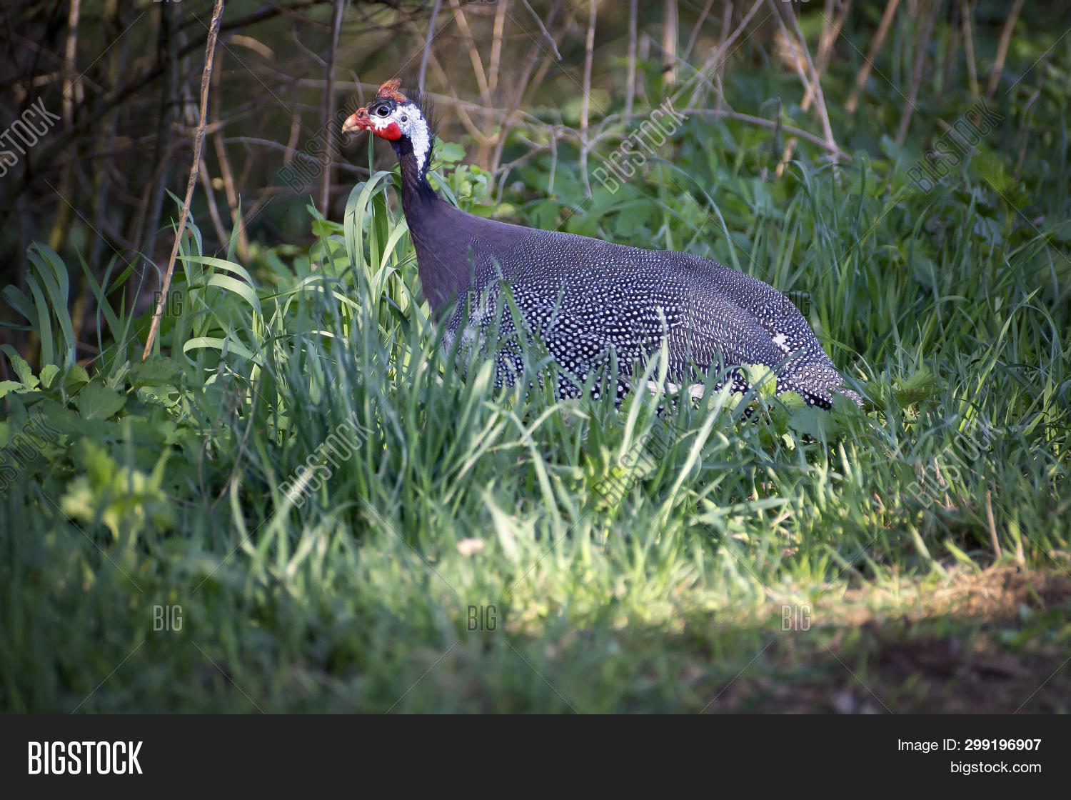 Guinea Hen Walking On Image & Photo (Free Trial) | Bigstock