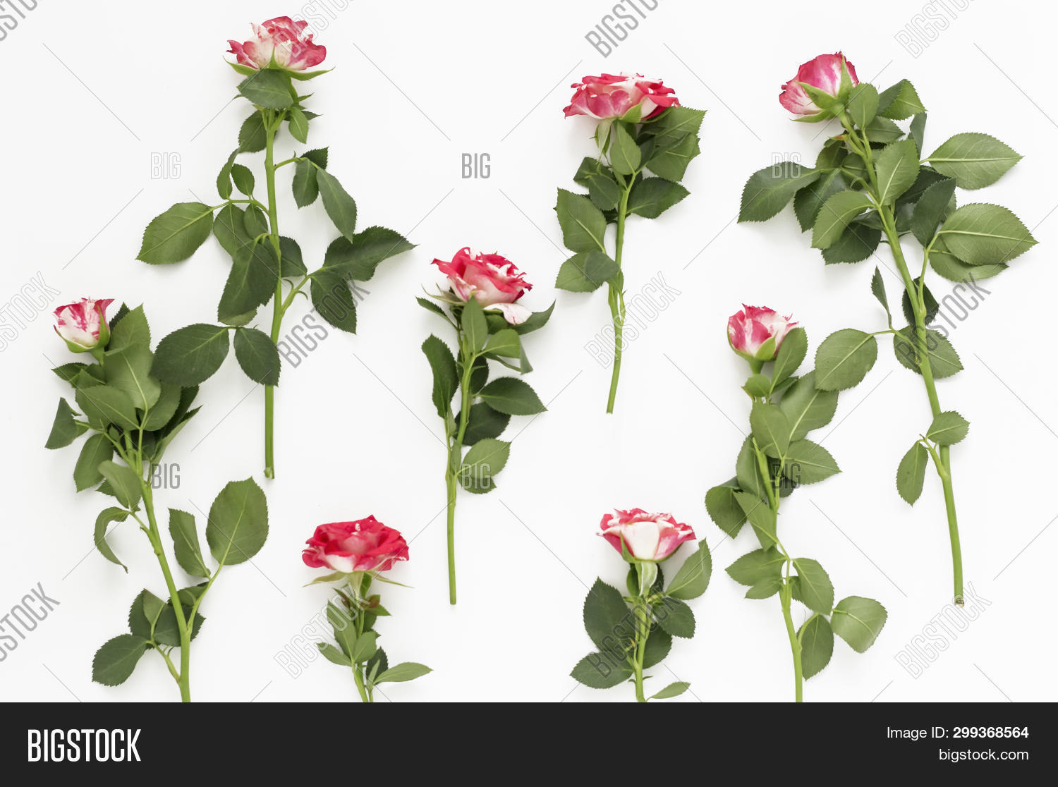 Beautiful Little Roses Image & Photo (Free Trial) | Bigstock