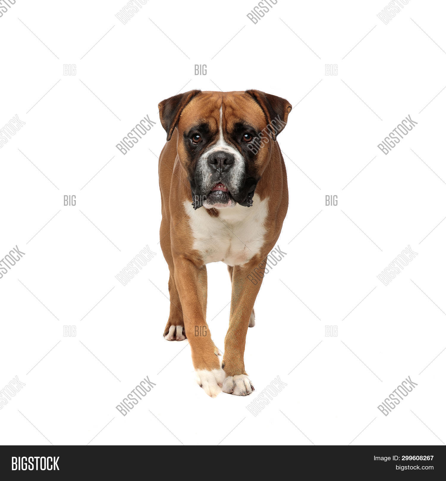Beutiful Curious Boxer Image & Photo (Free Trial) | Bigstock