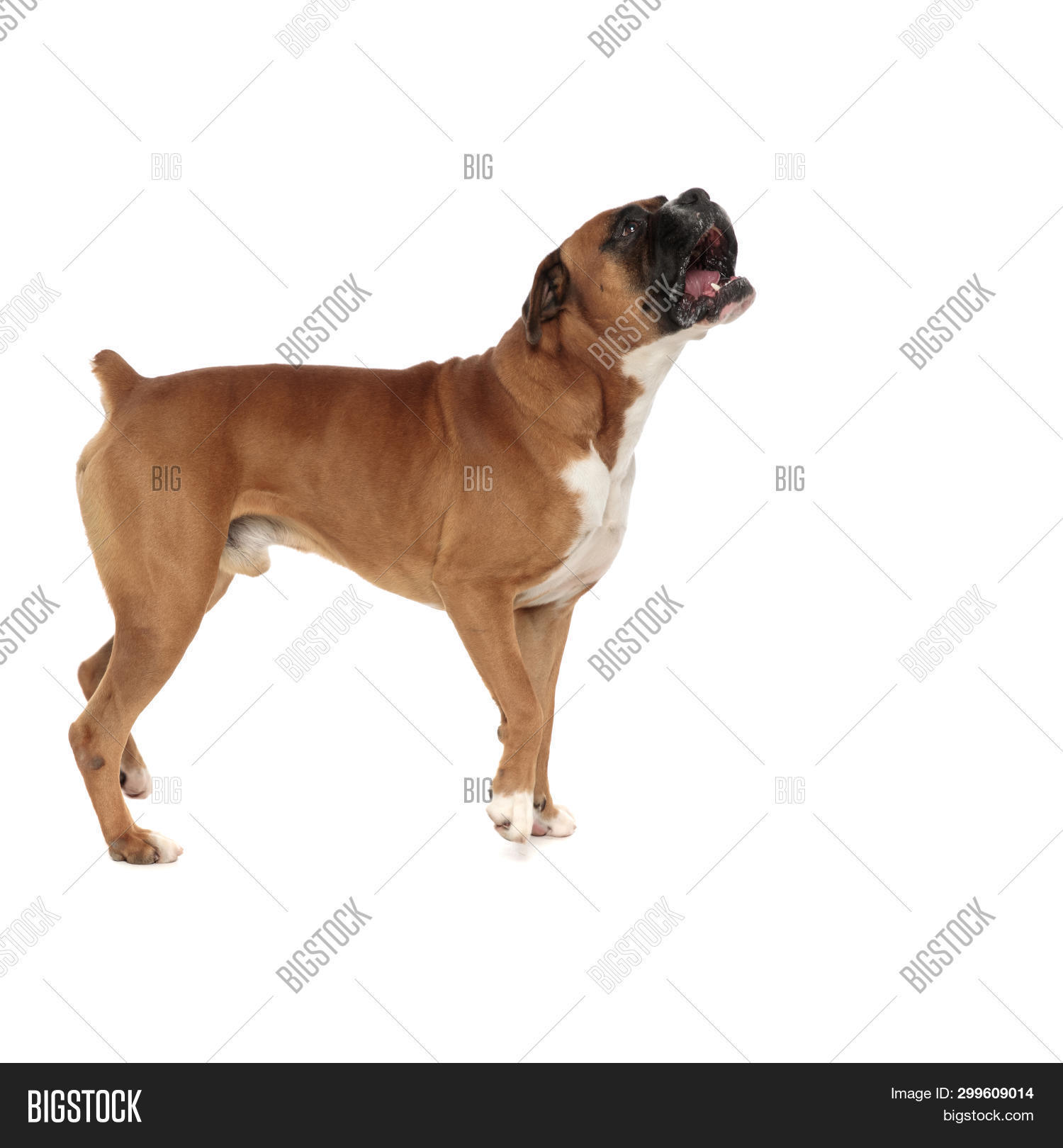 Cute Little Boxer Image & Photo (Free Trial) | Bigstock