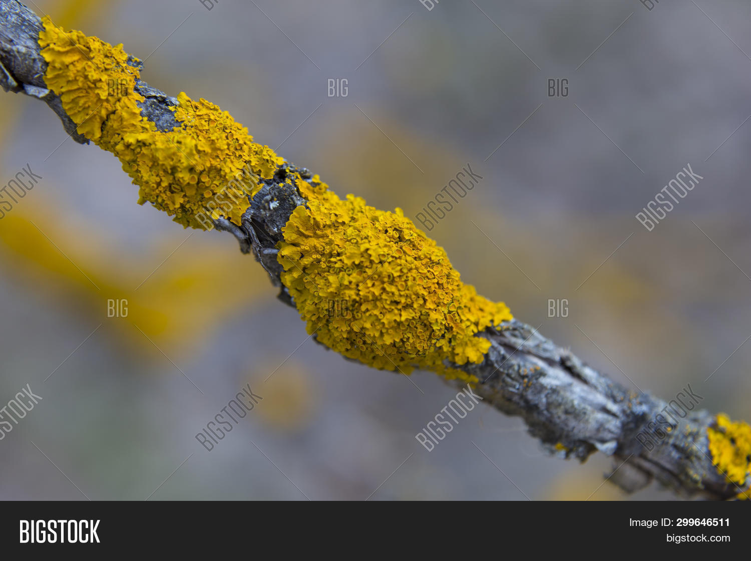 Xanthoria Parietina ( Image & Photo (Free Trial) | Bigstock