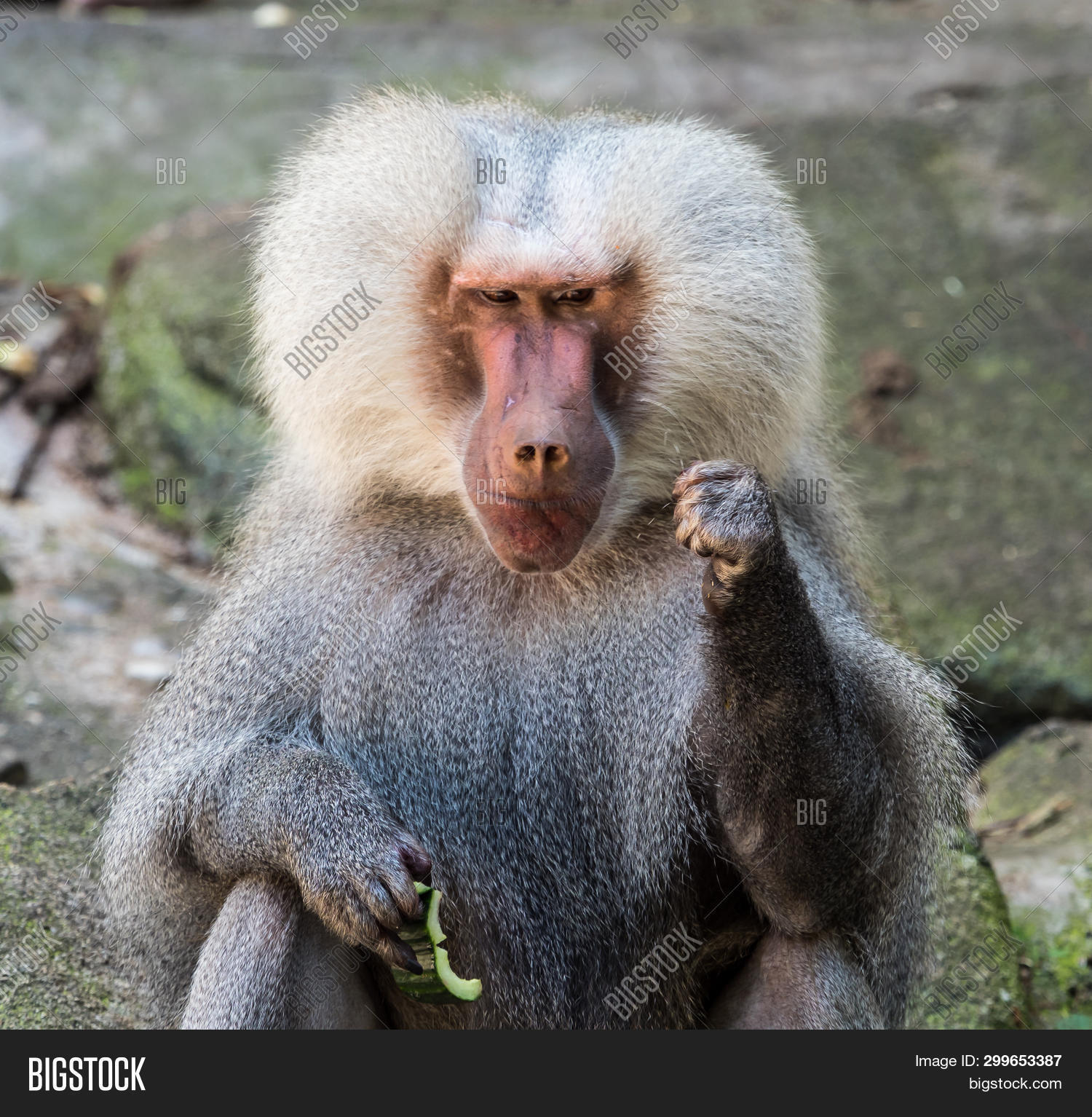 Hamadryas Baboon, Image & Photo (Free Trial) | Bigstock