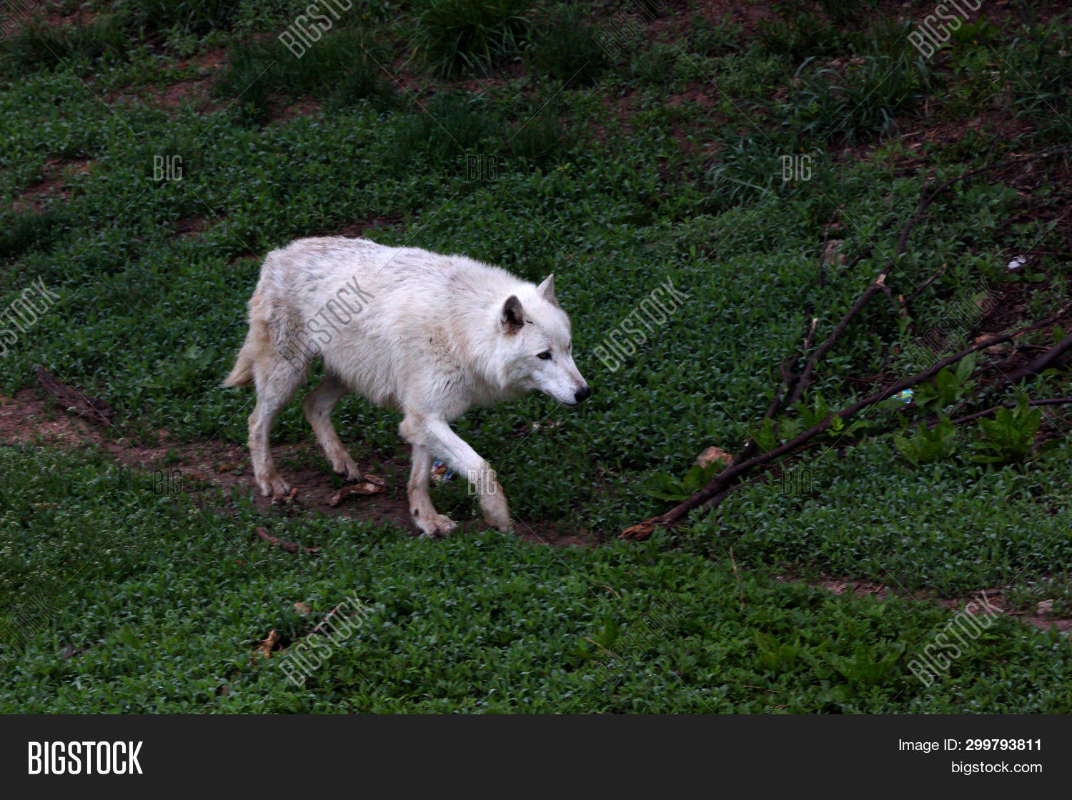 Grey Wolf Walking Down Image & Photo (Free Trial) | Bigstock