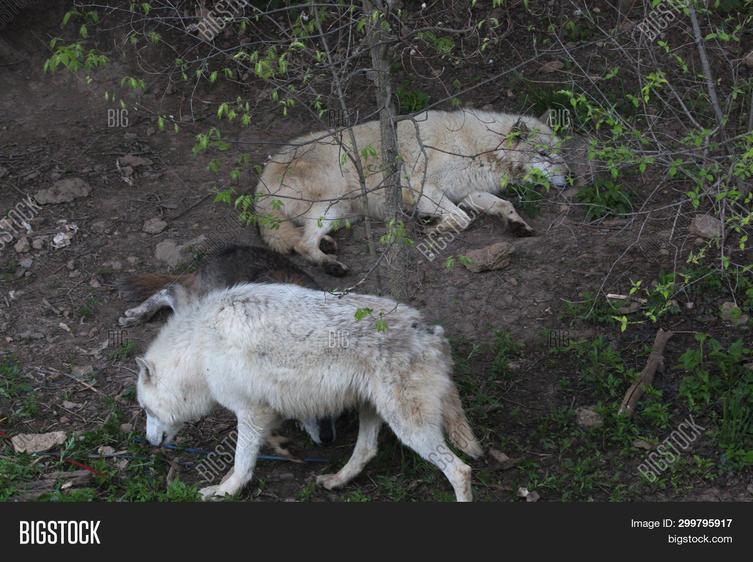 Wolves Highly Social Image & Photo (Free Trial) | Bigstock