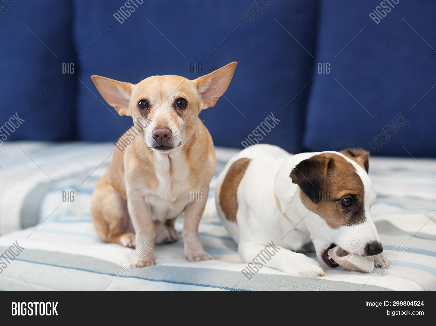 Two Dogs Sit On Couch Image & Photo (Free Trial) | Bigstock