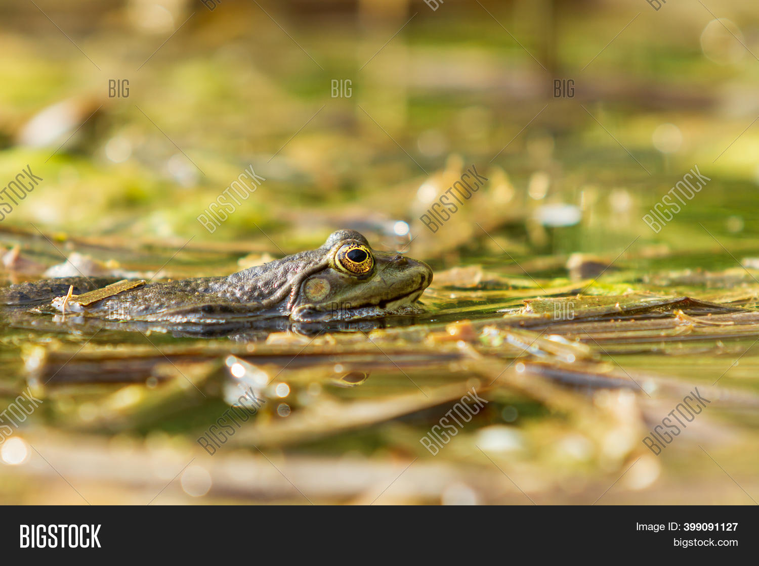 Green Toad Lies On Image & Photo (Free Trial) | Bigstock