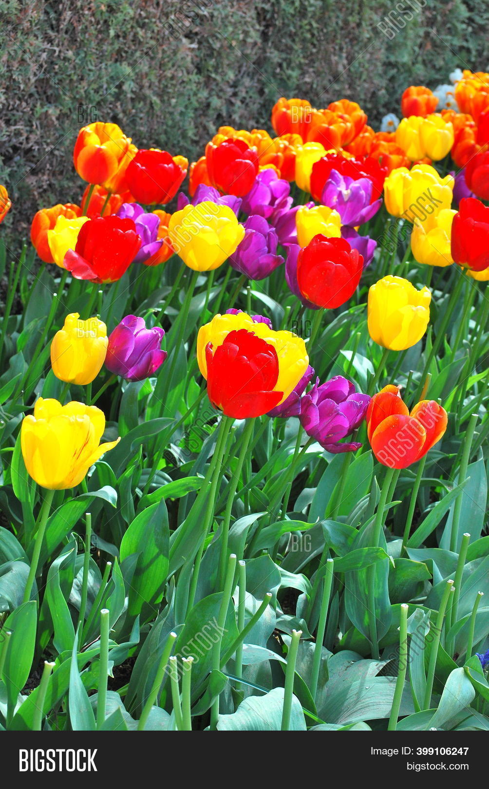Colorful Tulips Open Image & Photo (Free Trial) | Bigstock