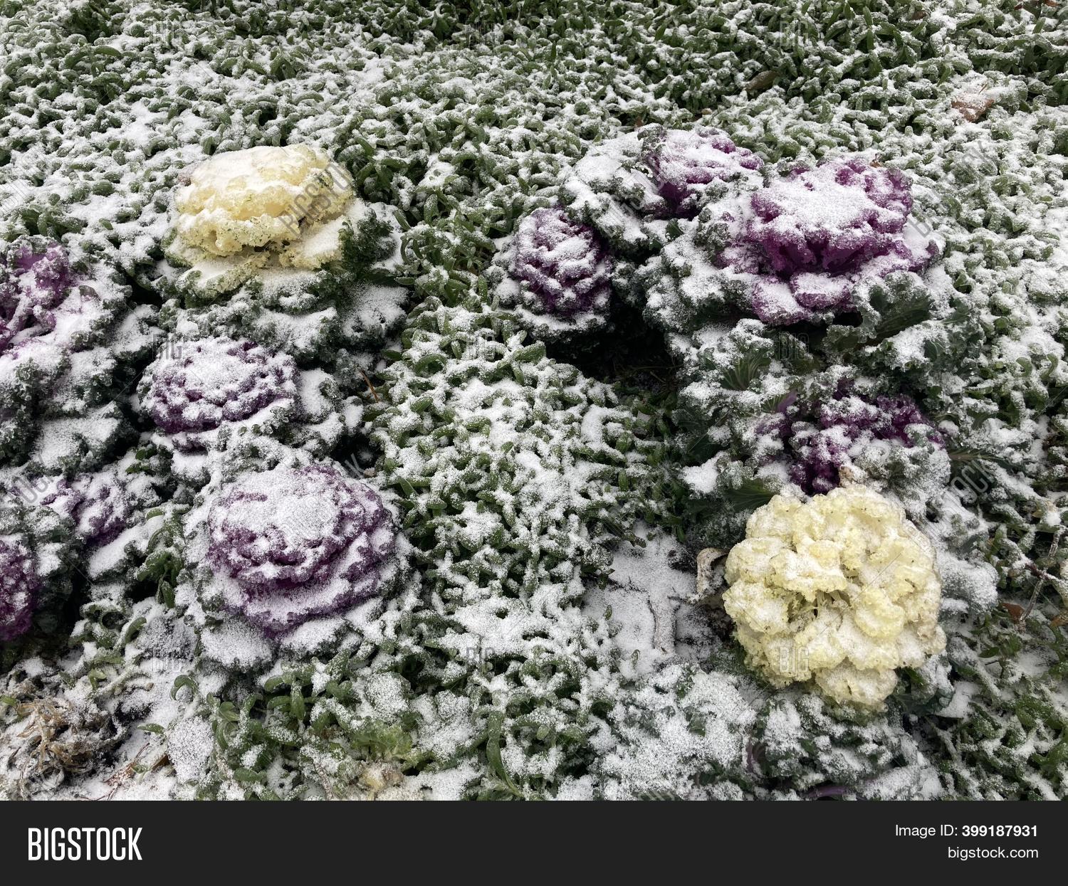 Ice-covered Cabbage Image & Photo (Free Trial) | Bigstock