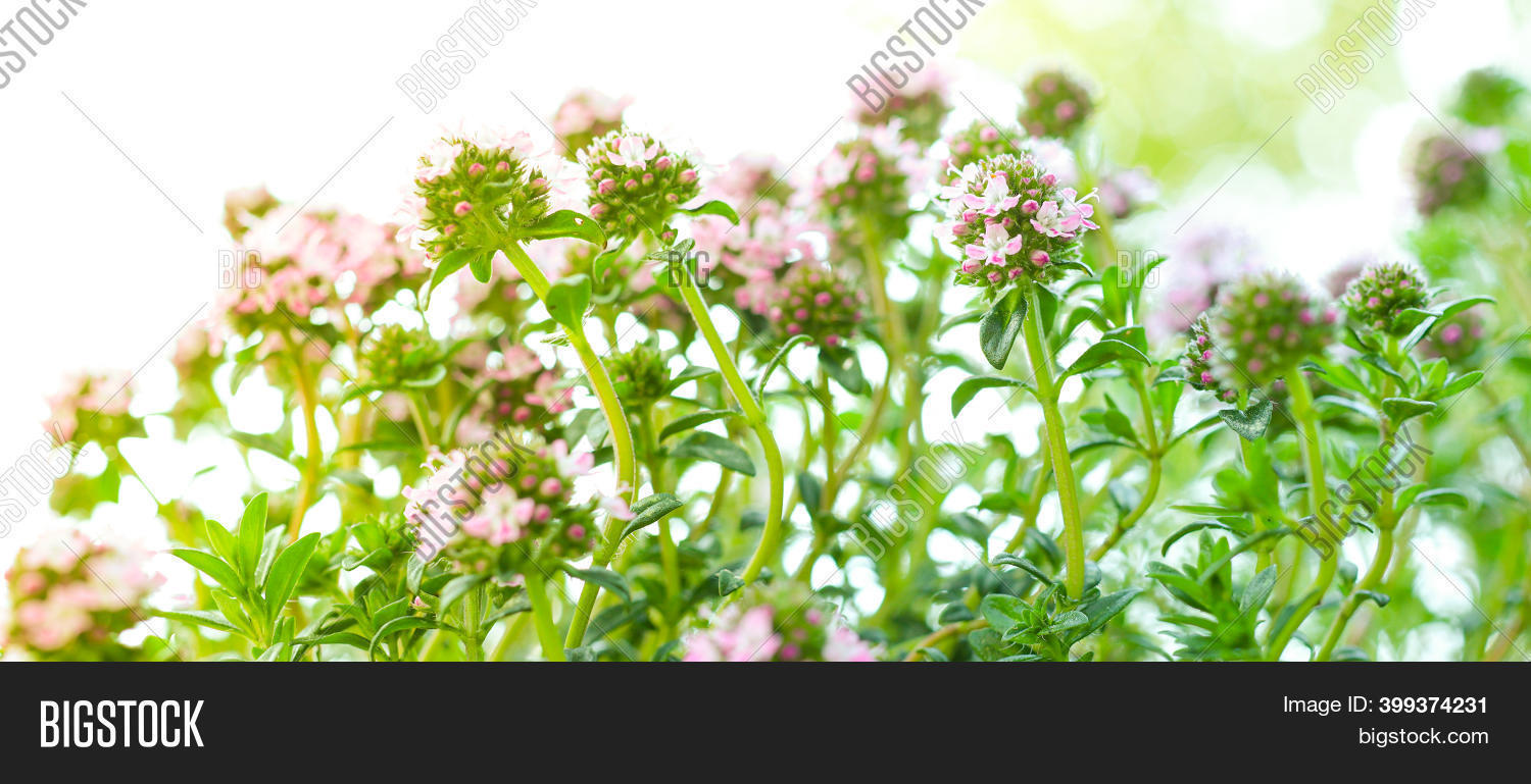 Spring Thyme Thymus Image & Photo (Free Trial) | Bigstock