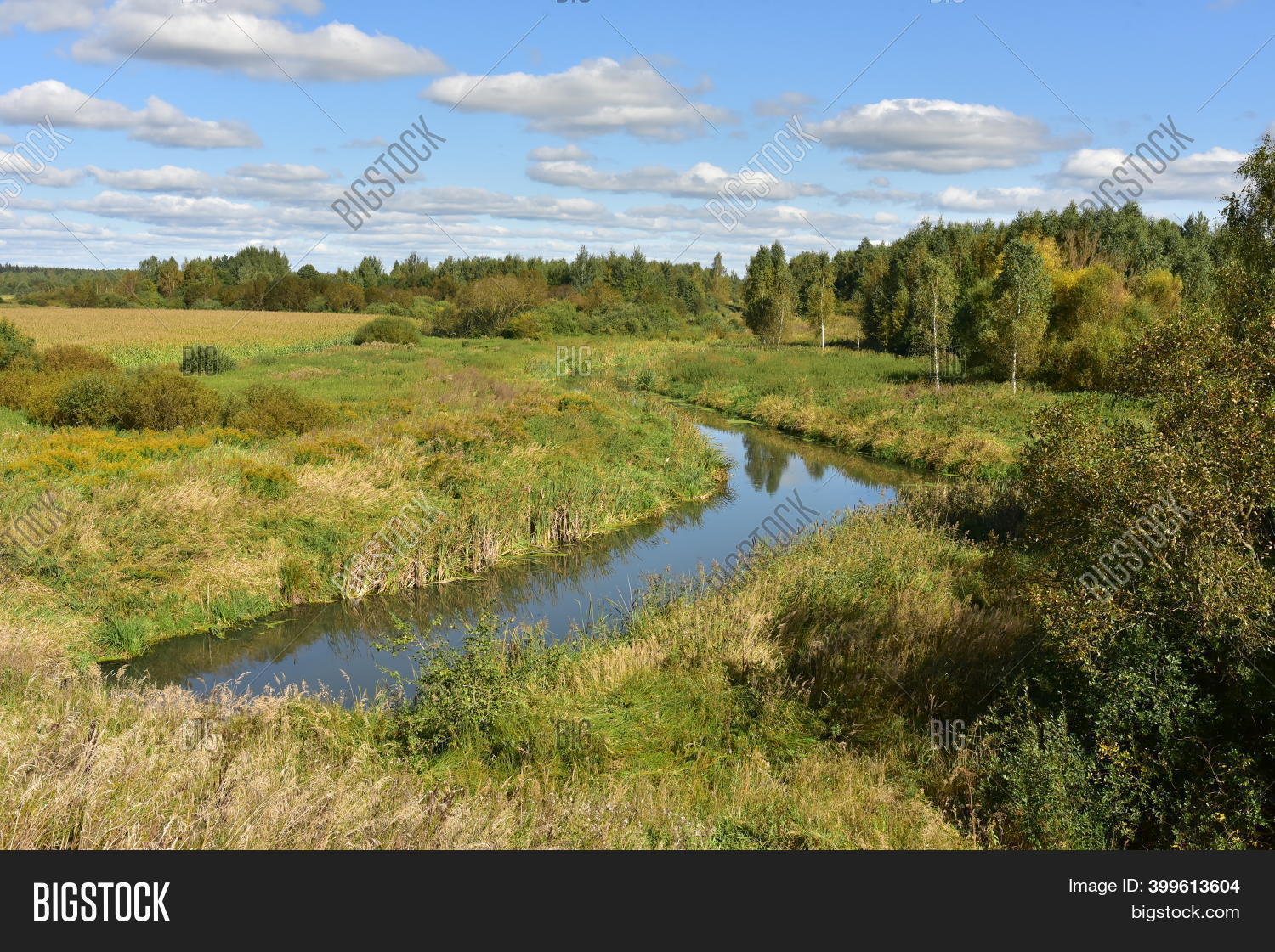 Small River Forest Image & Photo (Free Trial) | Bigstock