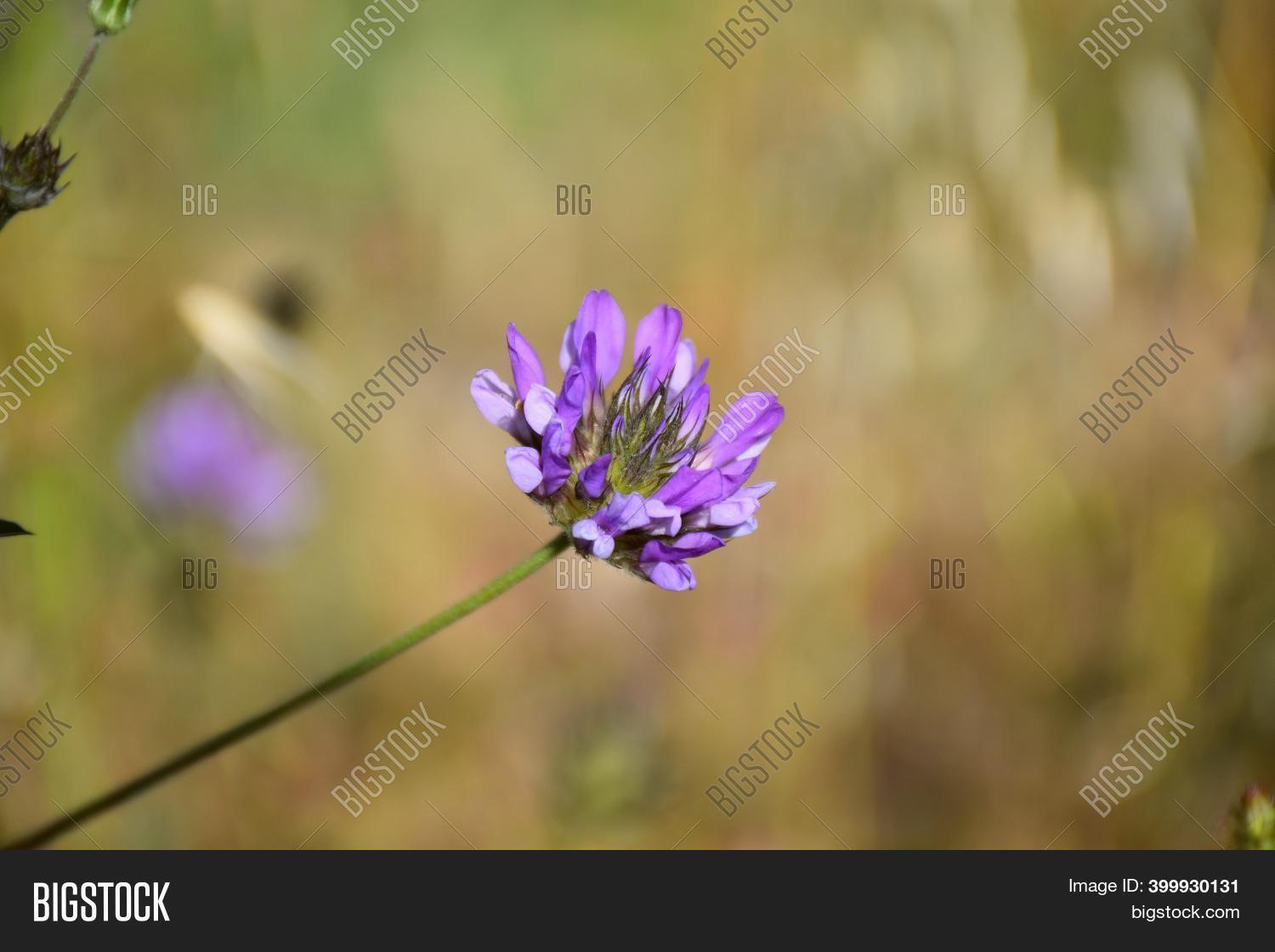 Smelly Clover ( Image & Photo (Free Trial) | Bigstock