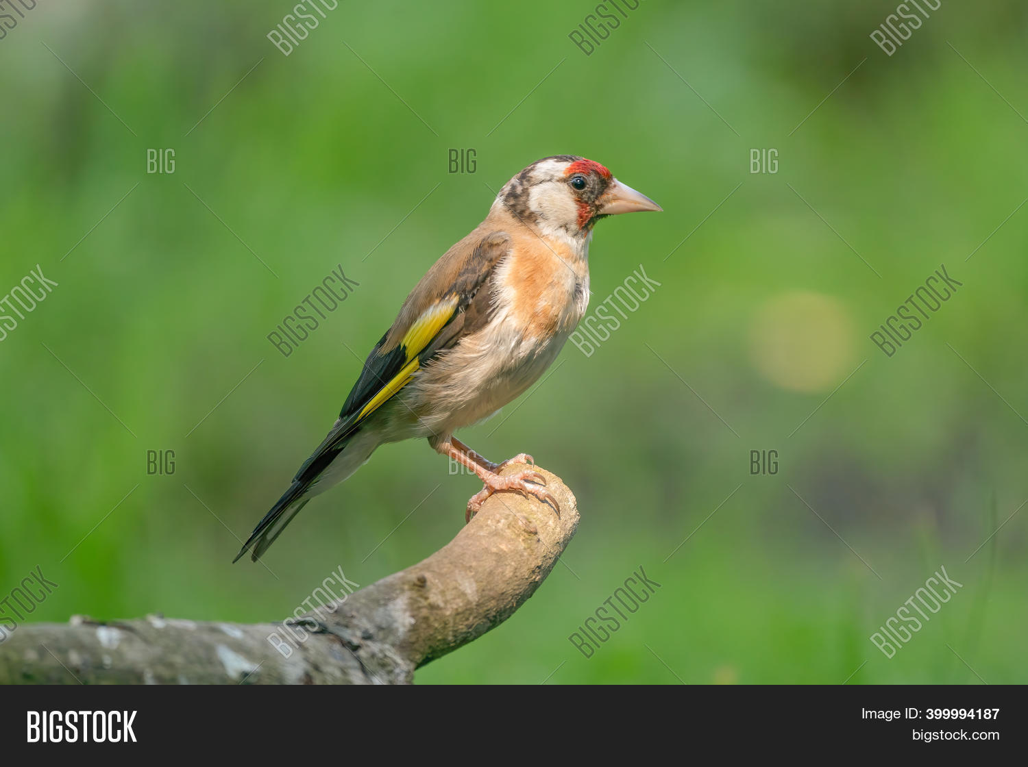 European Goldfinch, Image & Photo (Free Trial) | Bigstock