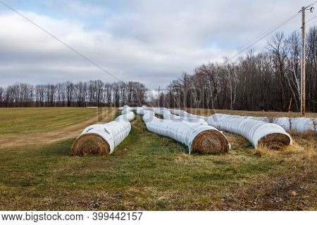 Wrapped Round Bales Image & Photo (Free Trial) | Bigstock