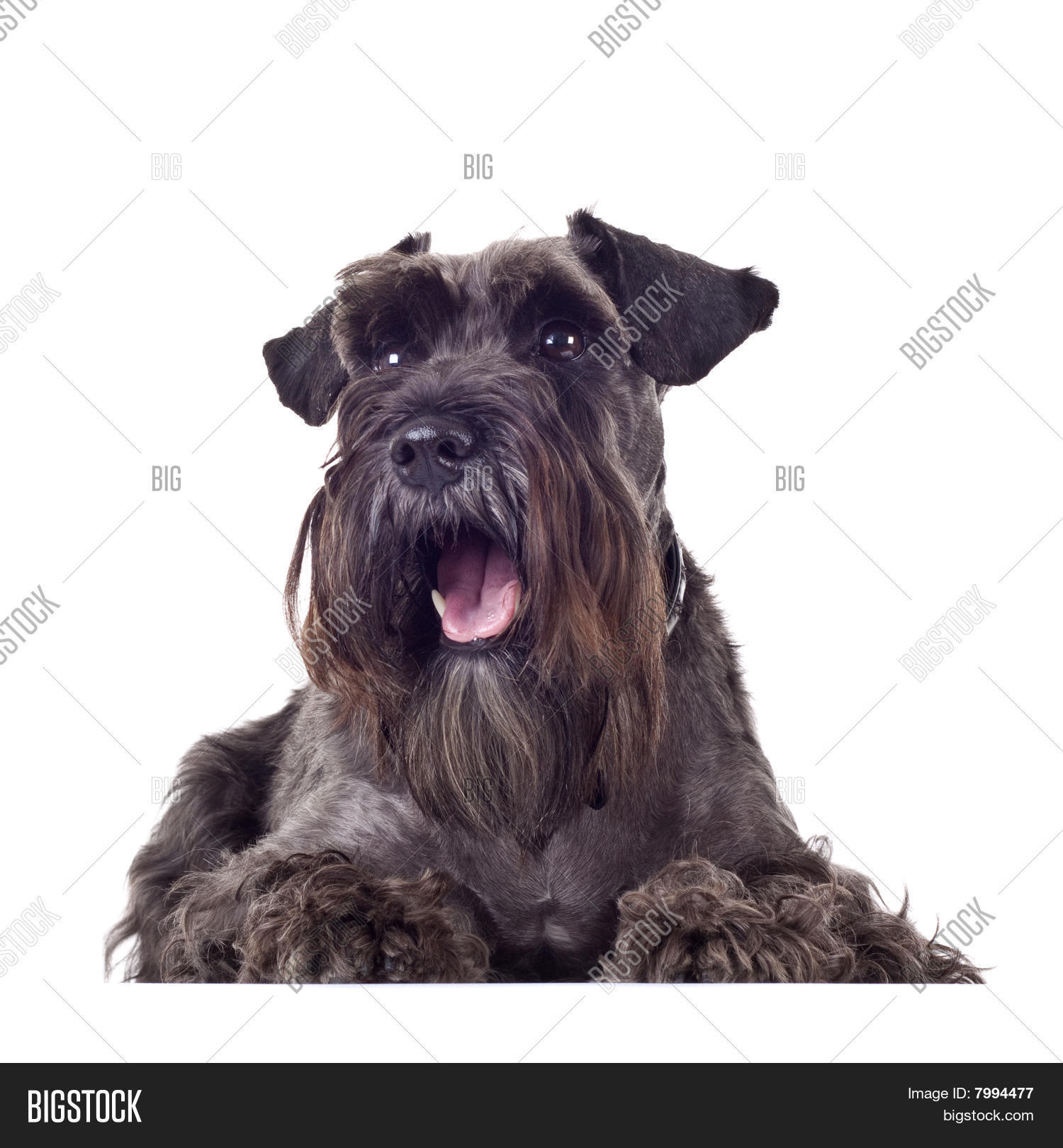 Imagen y foto Pequeño Schnauzer (prueba gratis) | Bigstock