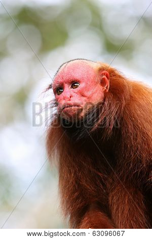 uakarimonkey,_大山谷图库