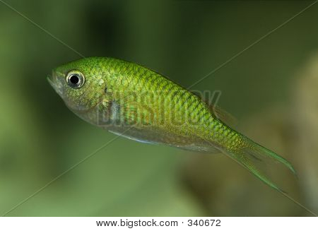 Little Green Fish Stock Photo & Stock Images | Bigstock