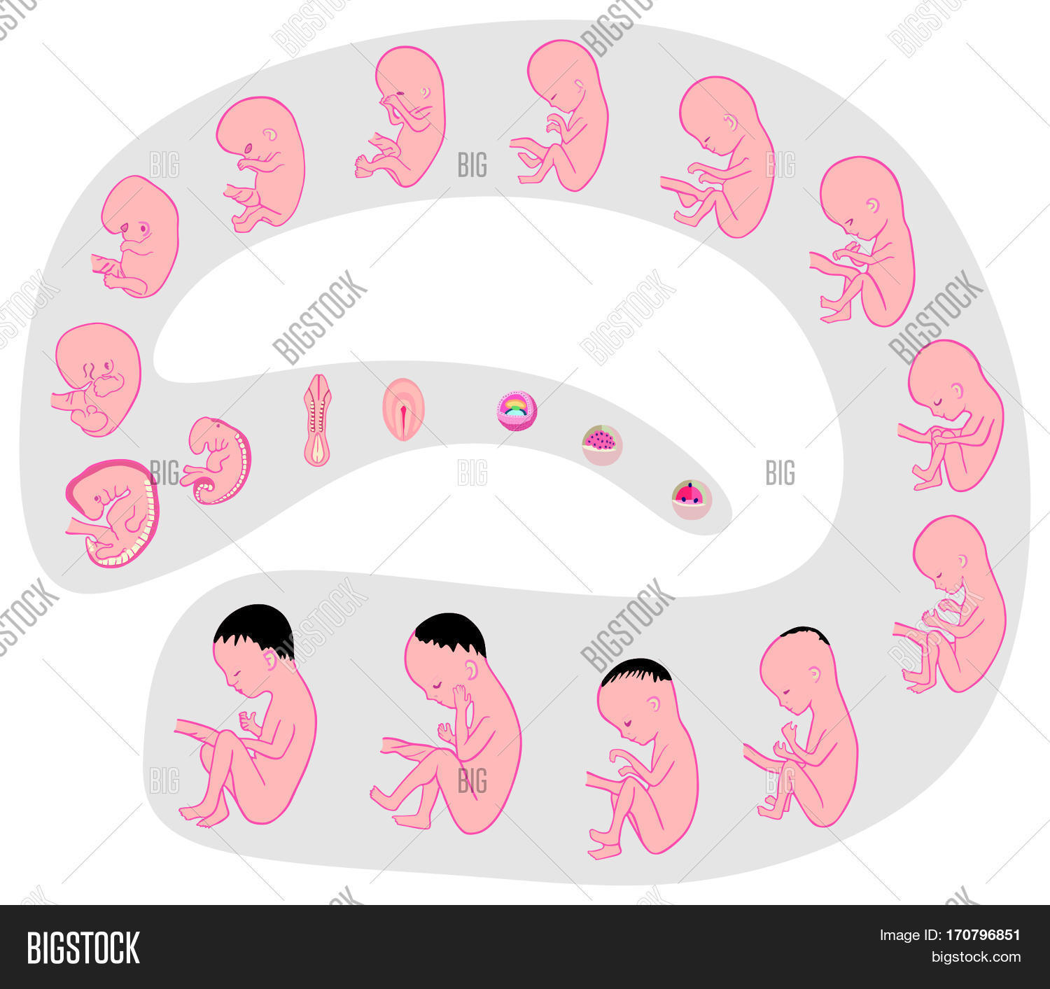 Human Fetus Development Formation Image & Photo | Bigstock