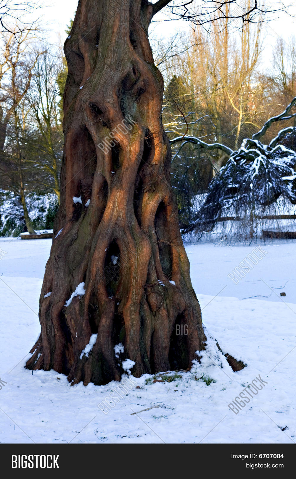 Old Gnarled Tree Image & Photo | Bigstock