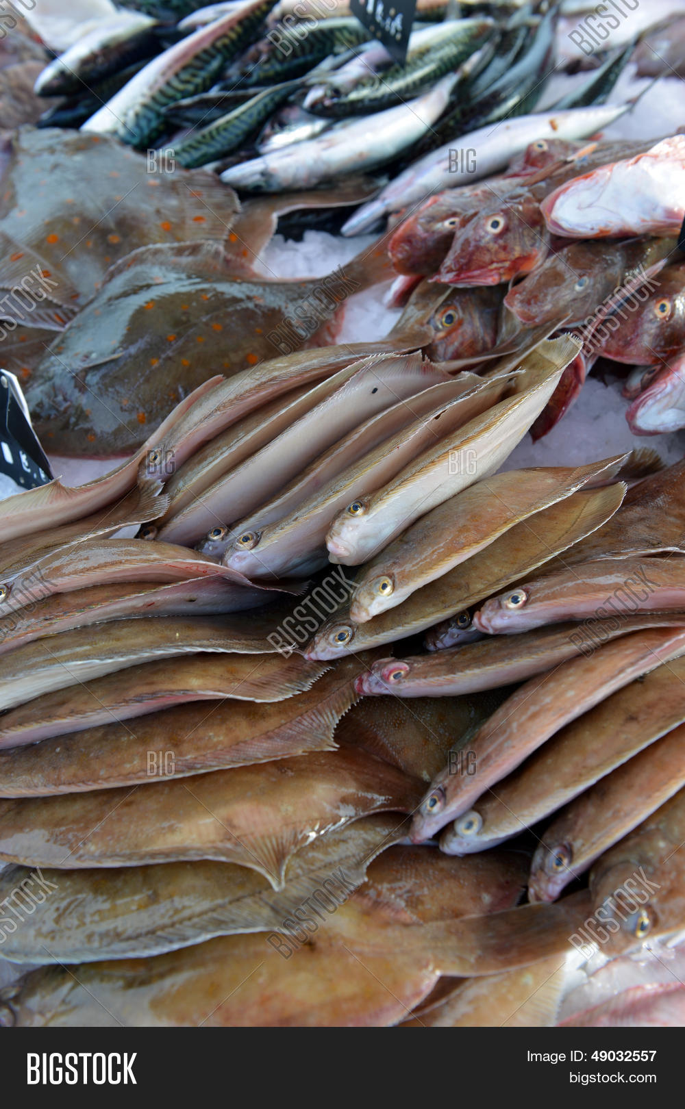 Flatfish And And Other Fish Stock Photo & Stock Images | Bigstock