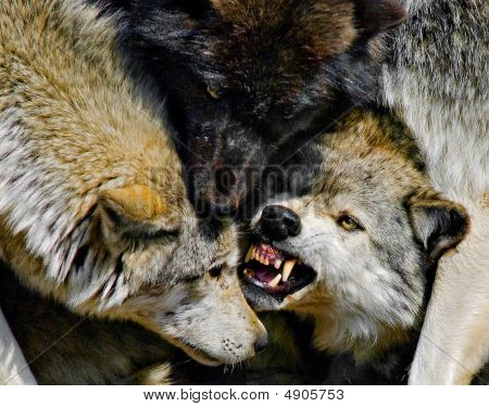 Grey Wolves Fighting Stock Photo & Stock Images | Bigstock