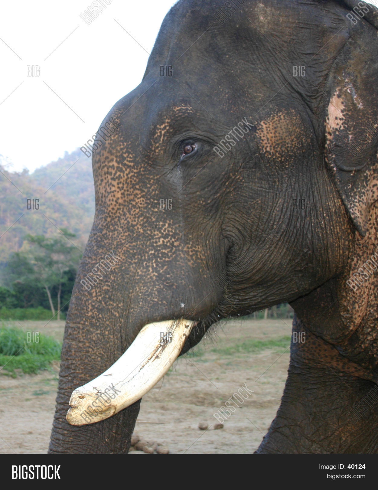 Elephant With Broken Tusk Stock Photo & Stock Images | Bigstock