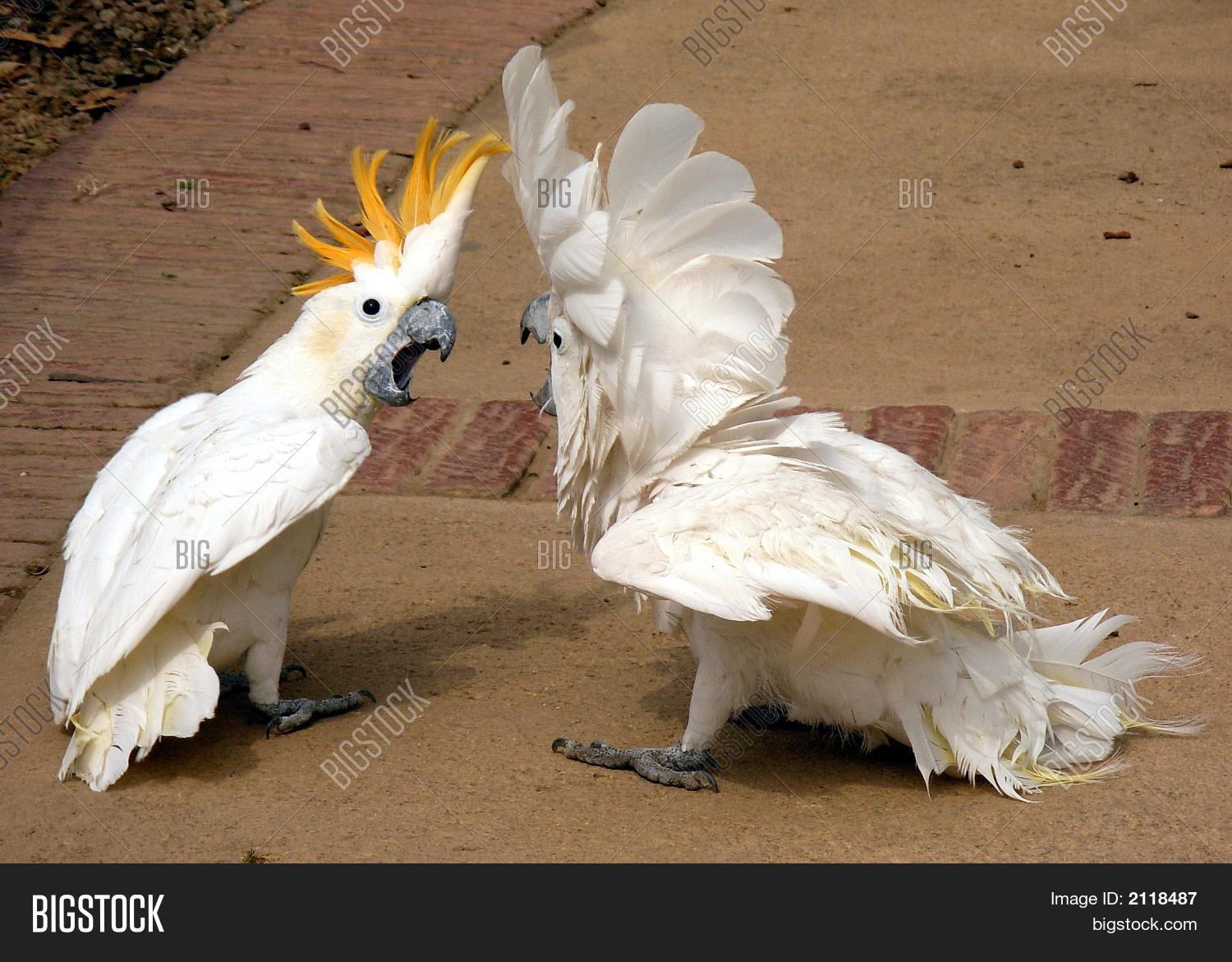 Cockatoo Fight Image & Photo | Bigstock
